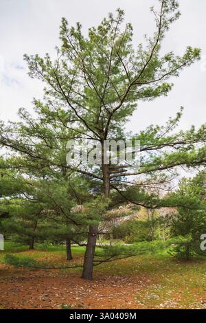 Pinus x schwerinii - Pine tree in spring, Montreal Botanical Garden ...
