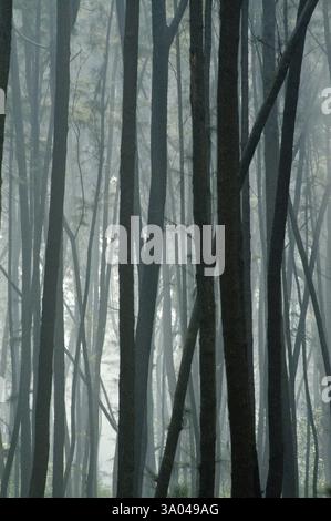 Beefwood trees suru casuarina equisetifolia at nagaon, Alibag ...