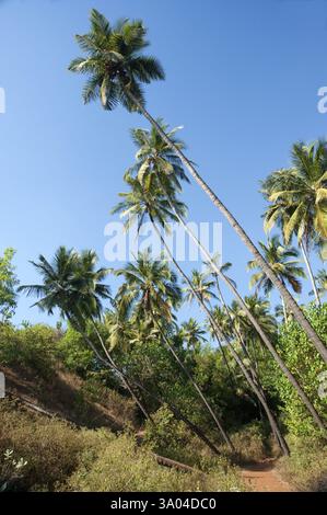 palm tree, Sindhudurg, Maharashtra, India, Asia, Asian, Indian Stock ...