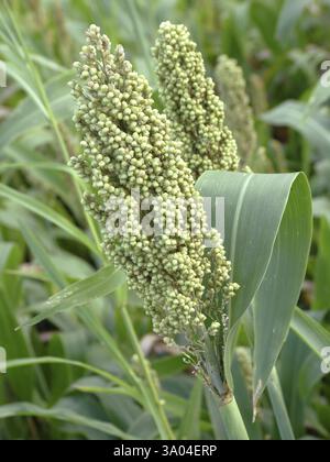 Field of Food Grain, Jawar Sorghum Stock Photo - Alamy