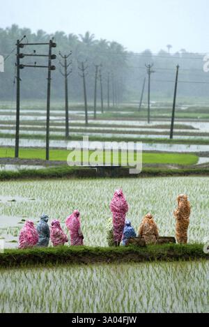 Farm workers during a rainy day at Oddanchatram Ottanchathiram, Tamil ...