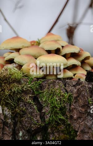 Mushrooms growing on an old tree stump Stock Photo - Alamy