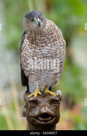 A Cooper's hawk (Astur cooperii) in Palo Alto, California Stock Photo ...