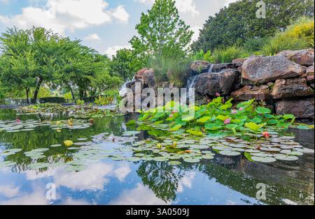 Closeup shot of water lilies in the pond Stock Photo - Alamy
