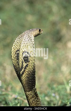 Spectacled cobra (Naja naja), rear view of enlarged hood with ...