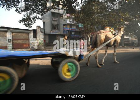 Camel cart, Ahmedabad, Gujarat, India Stock Photo - Alamy