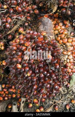 African Oil Palm, Oil Palm or Macaw-fat, Elaeis guineensis, Arecaceae ...