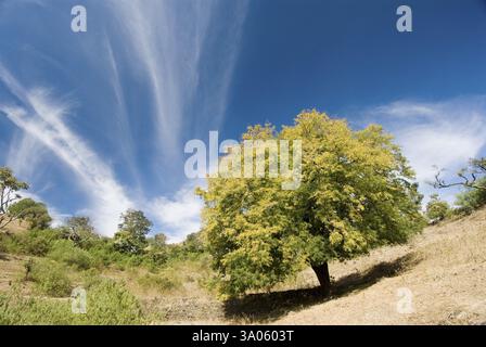 Great tree of tamarind chinch at Gavilgad fort Chikhaldara, district ...