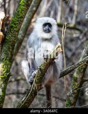 A Nepal Sacred Langur (Semnopithecus schistaceus) sitting on a tree in ...