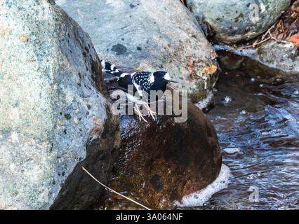 A Spotted Forktail (Enicurus maculatus) foraging along a mountain ...
