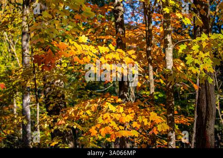 Colorful Wisconsin forest in early October, panorama Stock Photo - Alamy