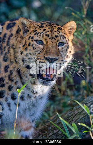 Amur Leopard close up natural Stock Photo - Alamy