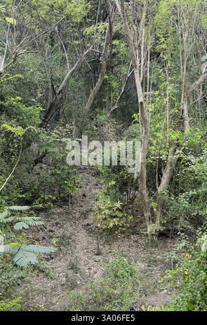 Forest greenery ; Sanjay Gandhi National Park ; Borivali National Park ...