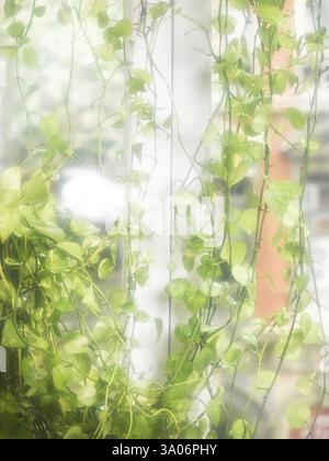 MONEY PLANT IN FRONT OF A WINDOW Stock Photo - Alamy