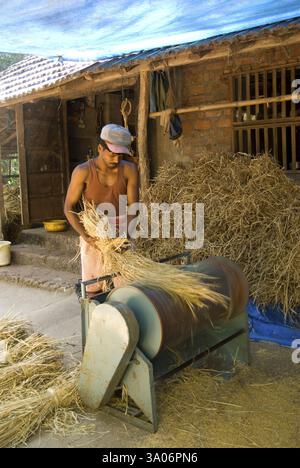 Rice thresher machine threshing the rice crop flowing away the rice ...
