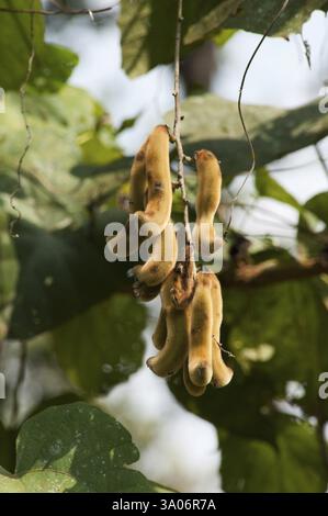 Mucuna pruriens, monkey tamarind, velvet bean, Bengal velvet bean ...