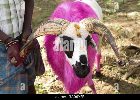 Fighting goat kidaai muttu, Madurai, Tamil Nadu, India, Asia Stock ...