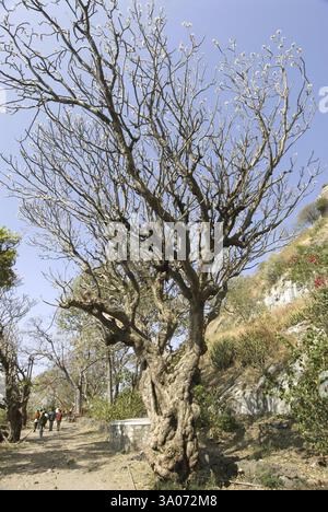 champak tree, white chafa, Magnolia champaca tree, Michelia champaca ...