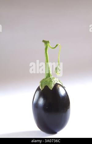 Vegetables, baingan, Brinjal, Eggplant, India, Asia Stock Photo - Alamy