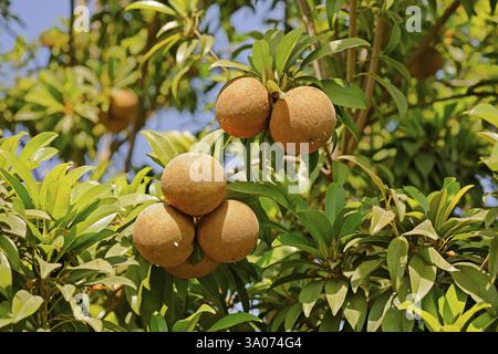 Chikku tropical fruit ; Sapodilla ; district Rajkot ; Saurashtra ...