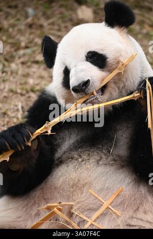 NANNING, CHINA - MARCH 2, 2025 - Giant panda Ji LAN gnaws on bamboo at ...
