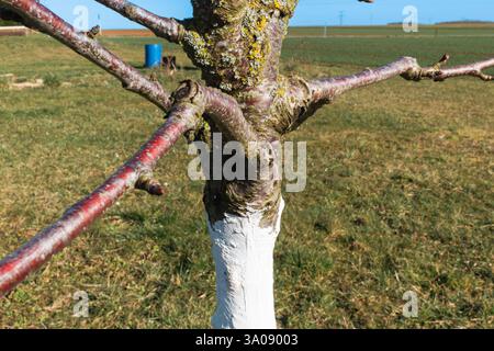 Tree whitewashing or limewashing is liming fruit trees with lime milk ...