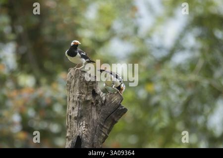 Indian magpie starling (Gracupica contra), Kaeng Krachan National Park ...