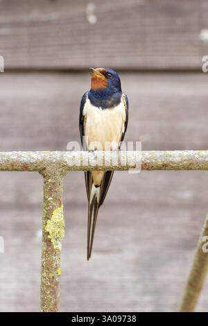 Barn Swallow, (Hirundo rustica), order Passeriformes, suborder Passeres ...