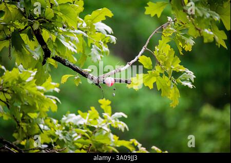 Detail of a tangled fishing line Stock Photo - Alamy