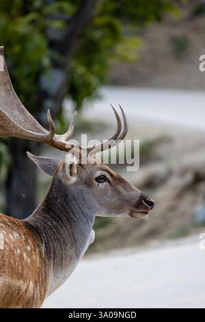 Deer camp Jelenov Greben in Olimje Podcetrtek in East Slovenia Stock ...
