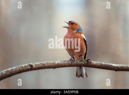 bird male chaffinch singing in spring forest sitting on tree Stock ...