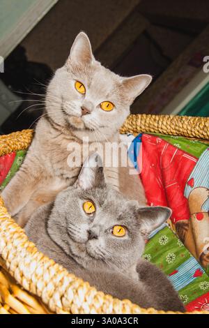 british blue cats in a wicker straw basket Stock Photo - Alamy