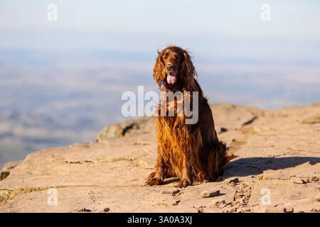 female Irish Red Setter Stock Photo - Alamy