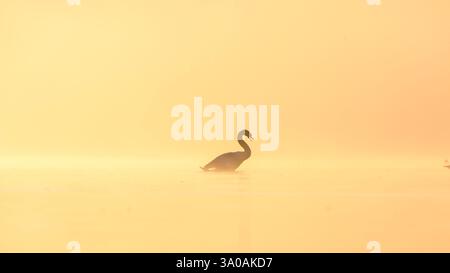 Spring mating season is here as a swan calls out through the fog for ...