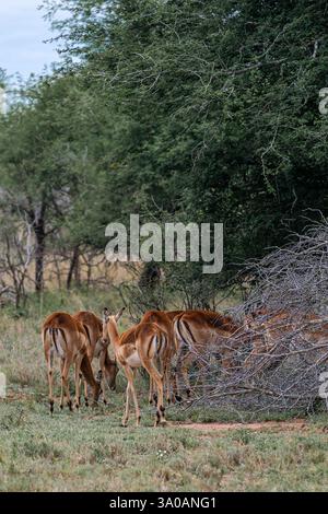 Group of female impalas graze in a shrub savannah. Impala, African ...