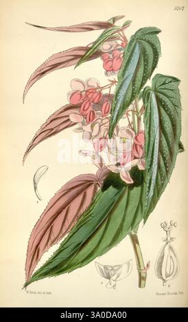 These pink Begonia flowers, with their delicate structure, evoke a ...