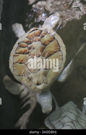White Sri Lankan Sea Turtle Stock Photo - Alamy