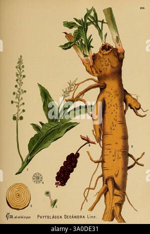 Phytolacca americana, commonly known as American pokeweed, is a robust ...