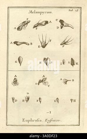 A botanical illustration from Joseph Pitton Tournefort’s seminal work ...