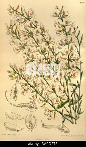 Yellow-white ornamental broom flowers Stock Photo - Alamy