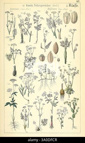 Labeled leaf specimens on display Stock Photo - Alamy
