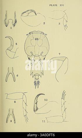 A scientific illustration from 'The British Parasitic Copepoda ...