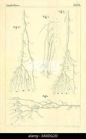 A detailed anatomical illustration depicting the blood circulation ...
