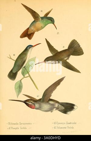 A collection of various species of hummingbirds, known for their small ...