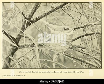 A small, shaped tree sits among rocks and grass in a garden. Pathways ...
