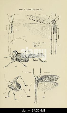 Australian insects Sydney W. Brooks 1907 Australia Insects Lepidoptera ...