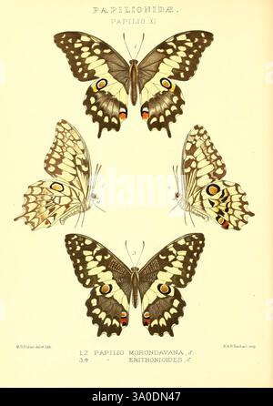A detailed illustration of the *Papilio* butterfly species, from the ...