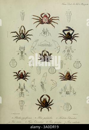 The illustration showcases various species of spiders and their ...