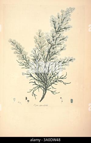 Coloured engravings of heaths London Published by the Author Printed by ...