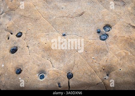 Ball shaped droplets of basalt from nearby volcanic eruption imbedded ...